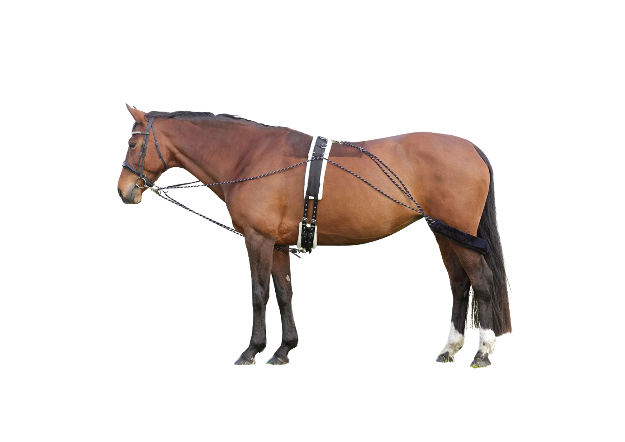 Hy Equestrian Lunging System